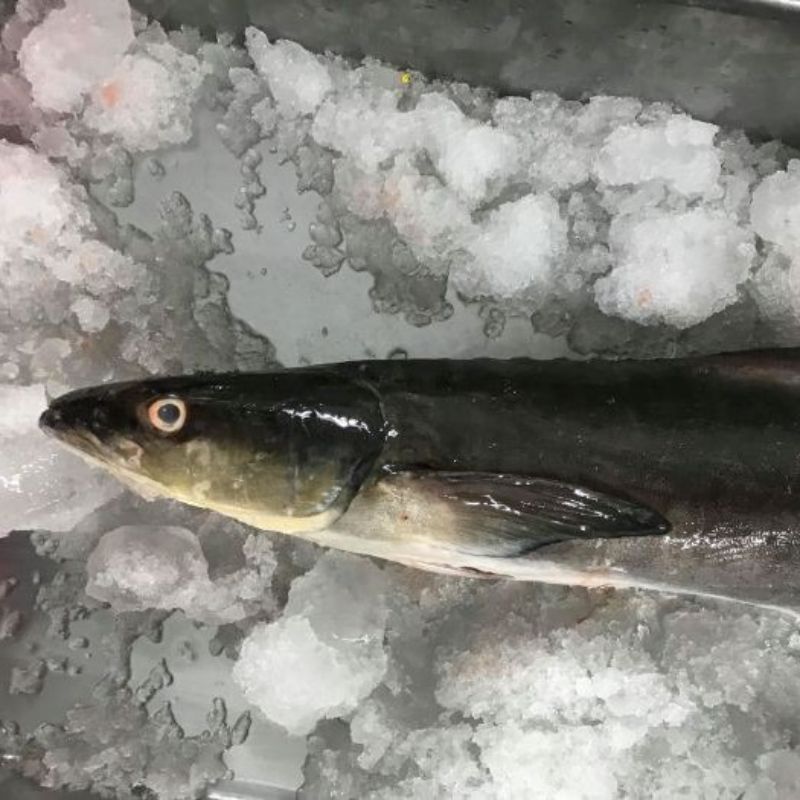 Cá Bớp - haisan.online