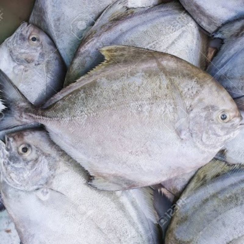 Cá Chim Đen - haisan.online