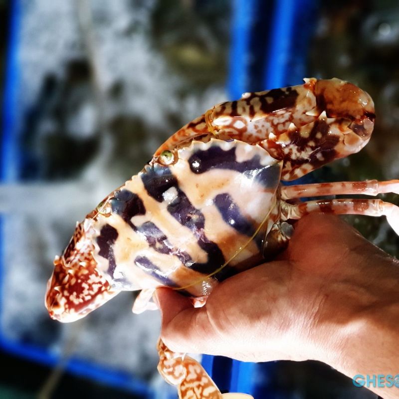 Ghẹ Xanh - haisan.online